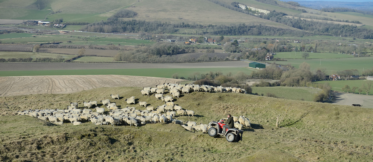 About the farm - Cobbe Place Farm Lewes SussexCobbe Place Farm Lewes Sussex